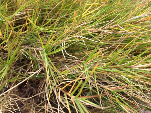 Plant – Austral Salt-grass – Barwon Bluff