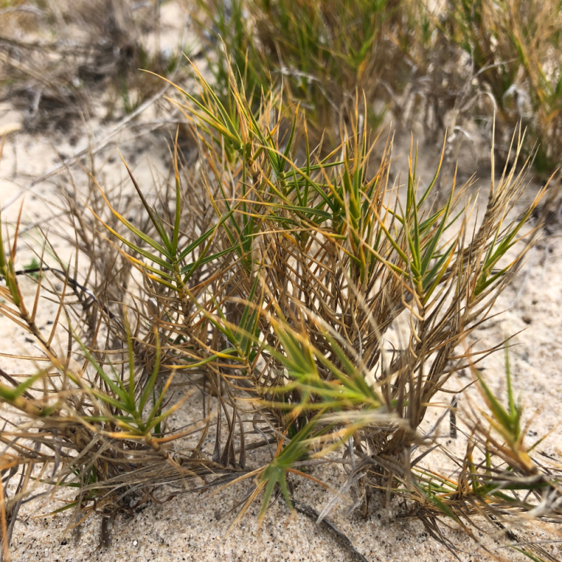 Plant – Austral Salt-grass – Barwon Bluff