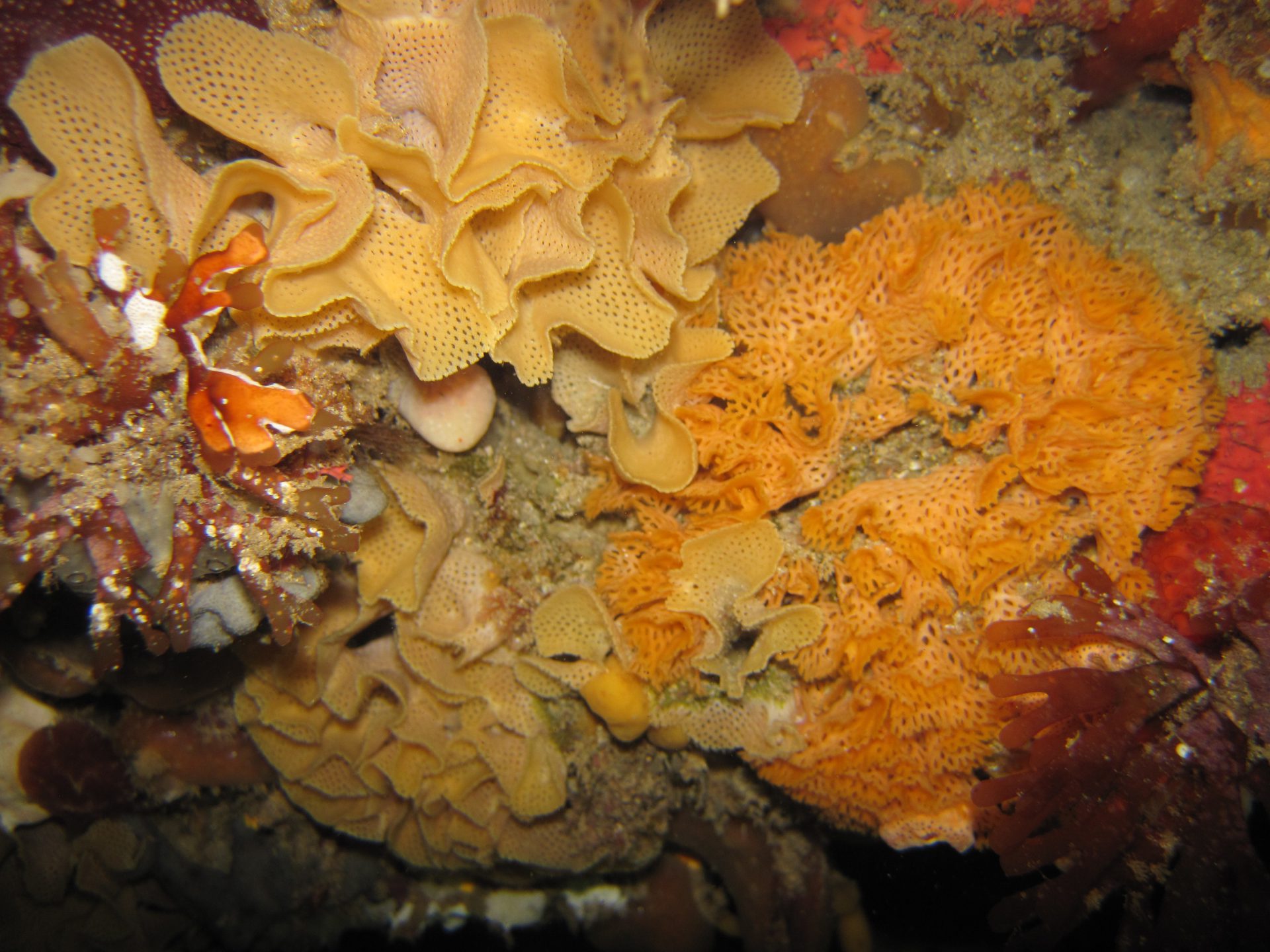 Bryozoans – Barwon Bluff