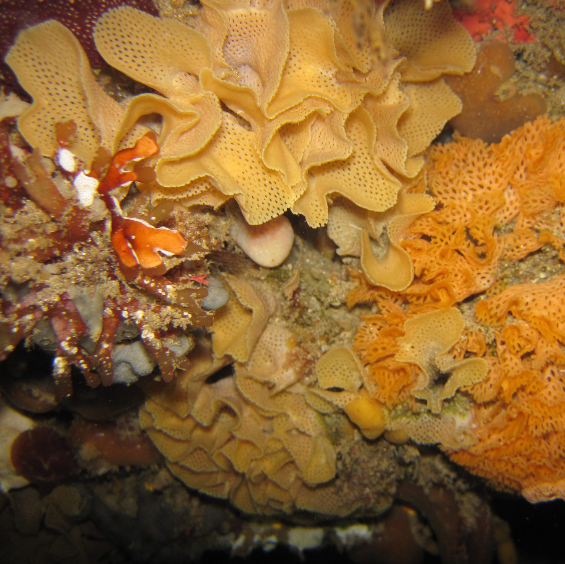 Sea – Barwon Bluff