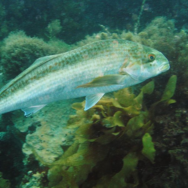 Fish, Sharks & Rays – Barwon Bluff