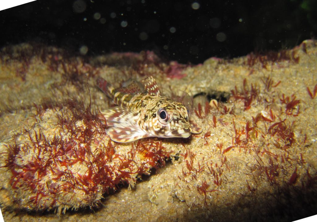 Fish, Sharks & Rays – Barwon Bluff