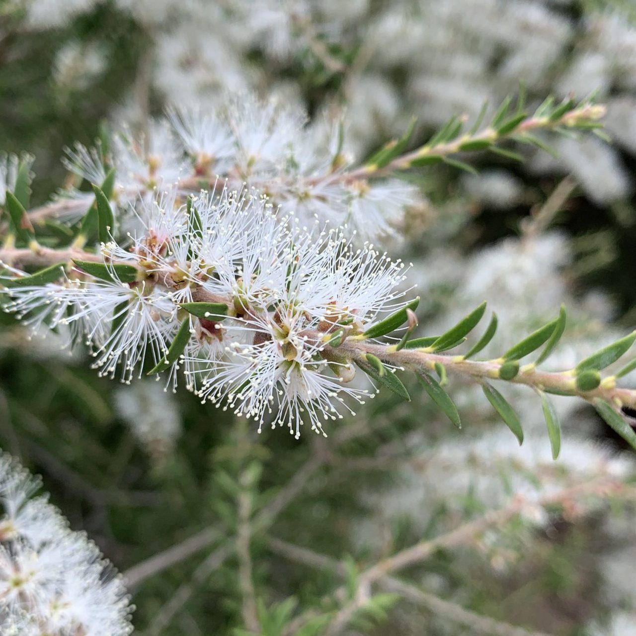 Plant – Moonah – Barwon Bluff
