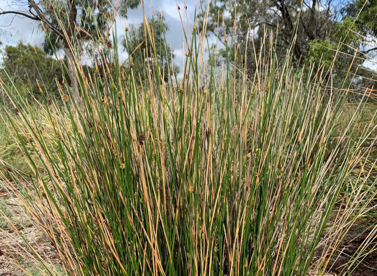 Plant – Knobby Club-rush – Barwon Bluff