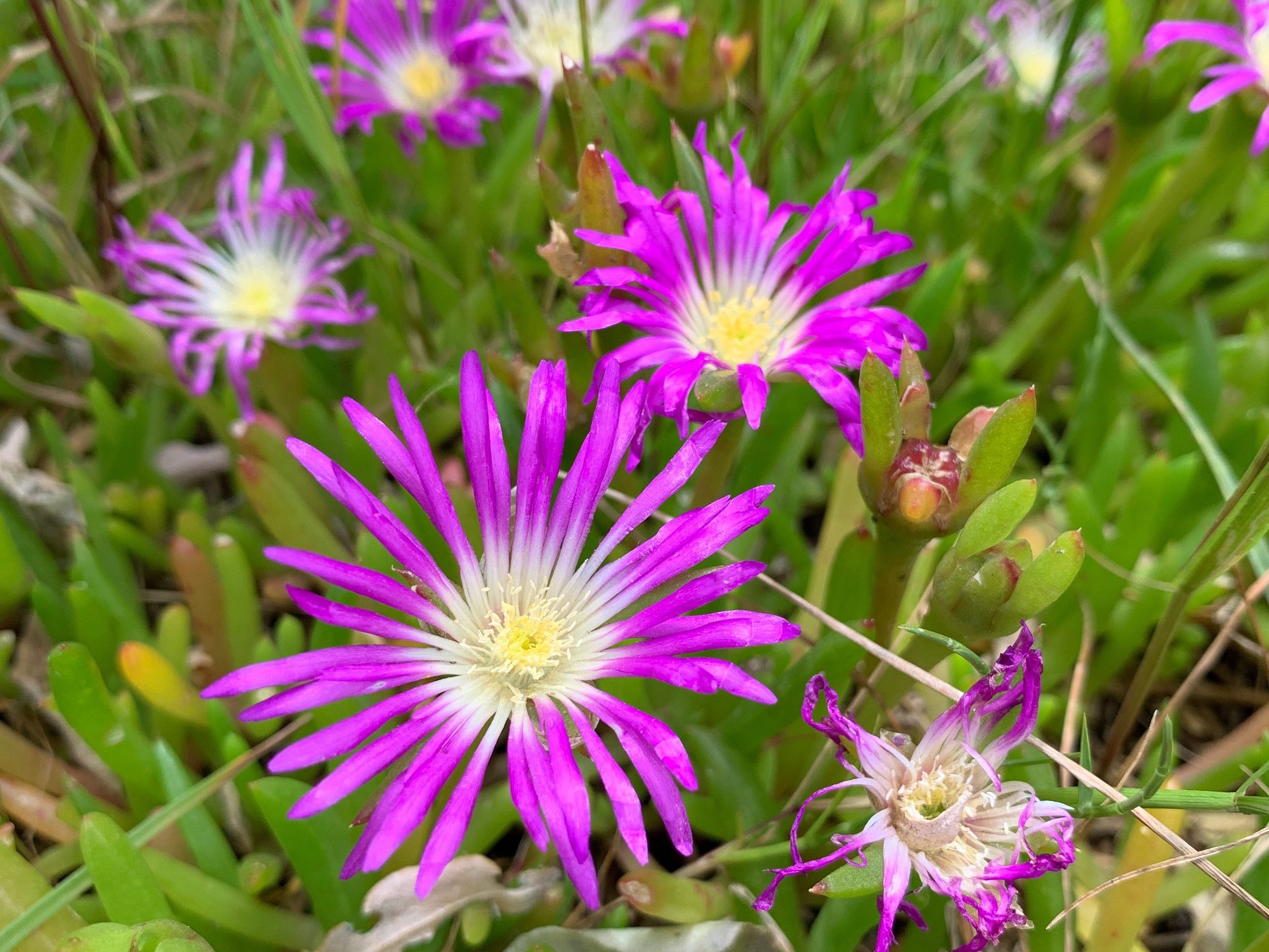 Plant – Rounded Noon-flower – Barwon Bluff
