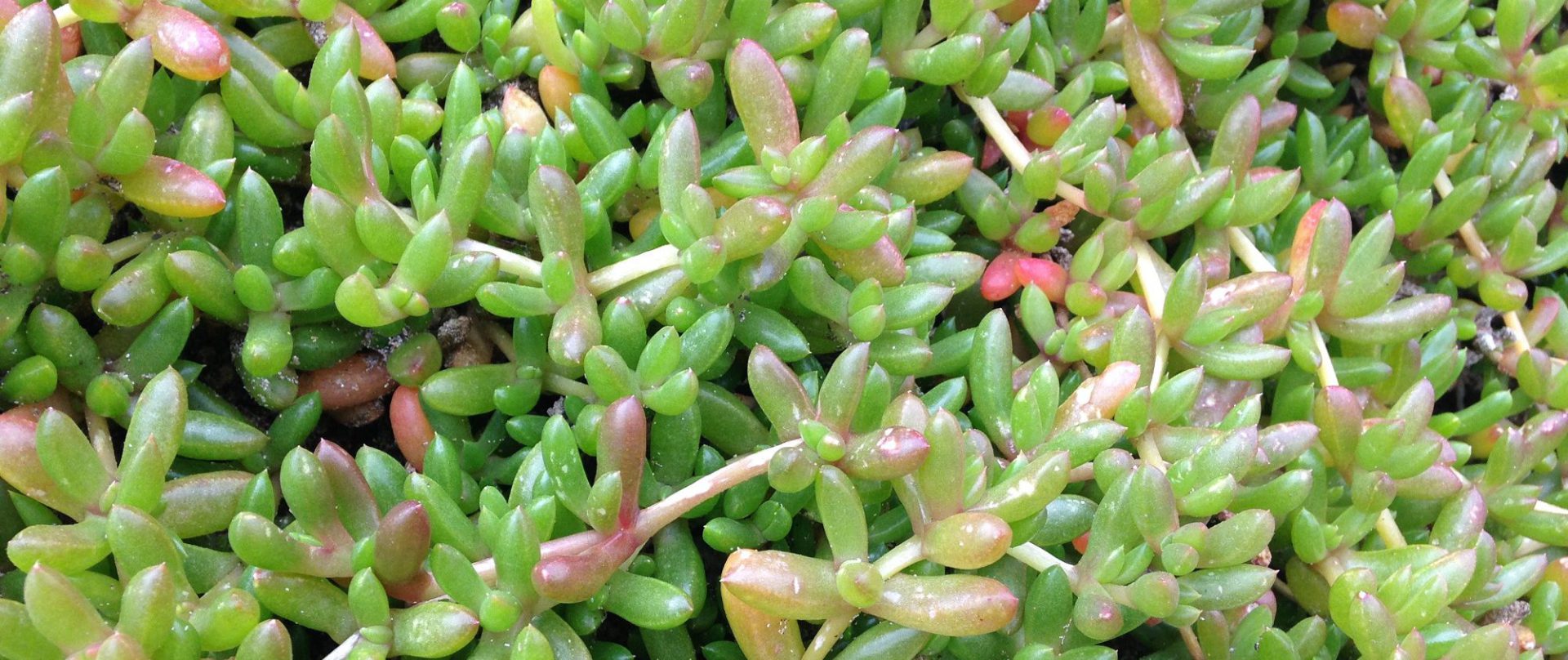 Plant – Rounded Noon-flower – Barwon Bluff