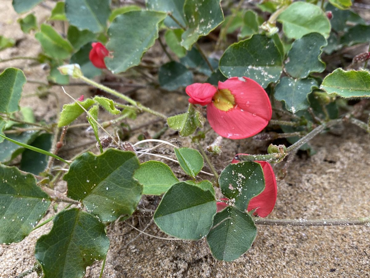 Plant – Running Postman – Barwon Bluff Plant – Running Postman – Barwon Bluff