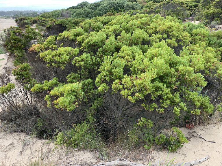 Plant – Coast Beard-heath – Barwon Bluff