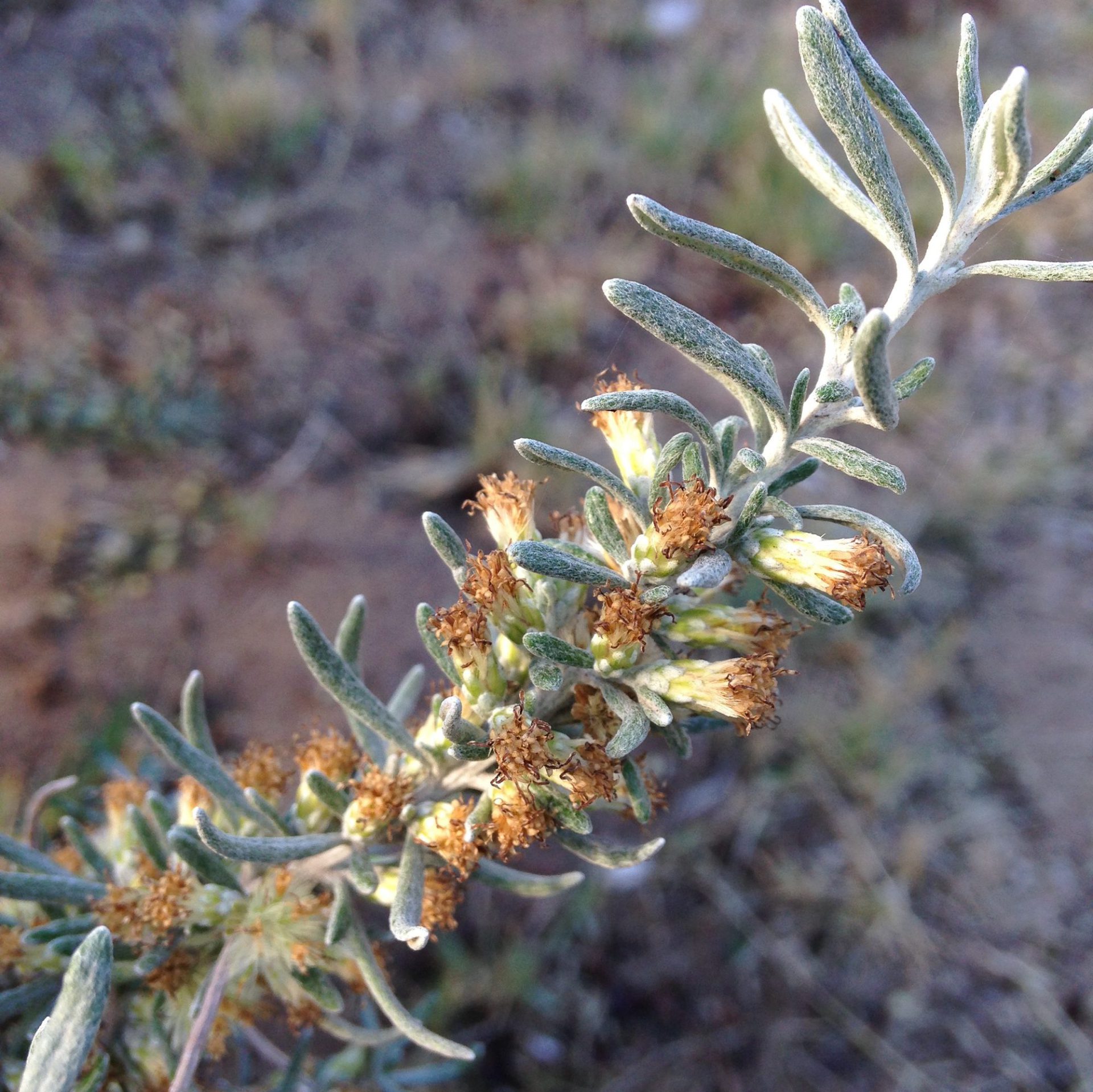 Plant – Coast Daisy-bush – Barwon Bluff