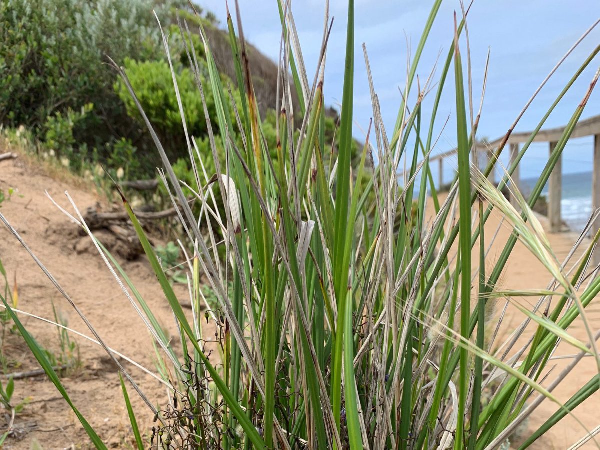 Plant – Coast Flax-lily – Barwon Bluff