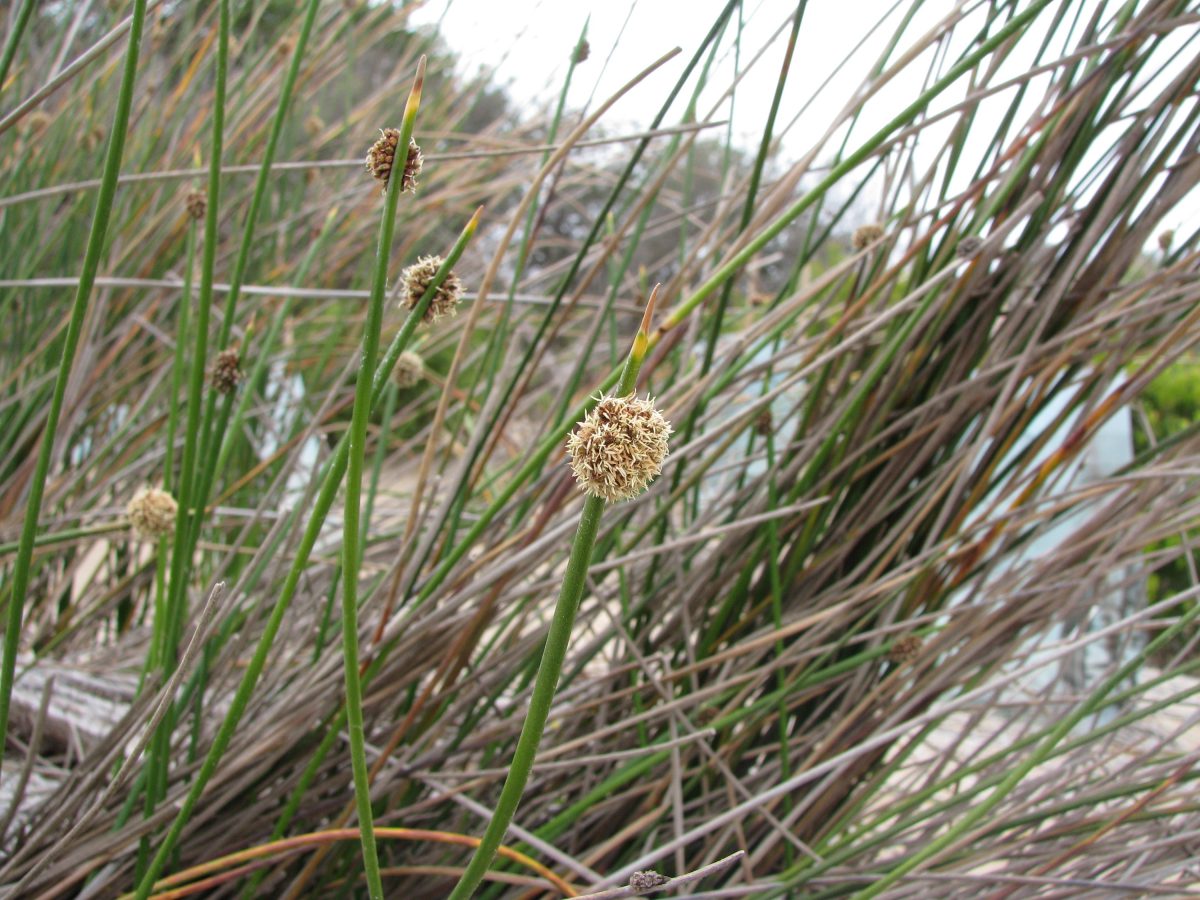 Plant – Knobby Club-rush – Barwon Bluff