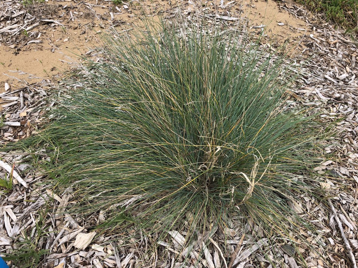 Plant Coast Tussock Grass Barwon Bluff