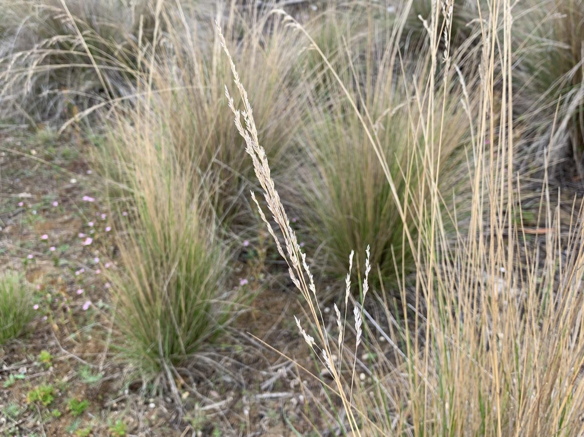 Plant – Coast Tussock-grass – Barwon Bluff