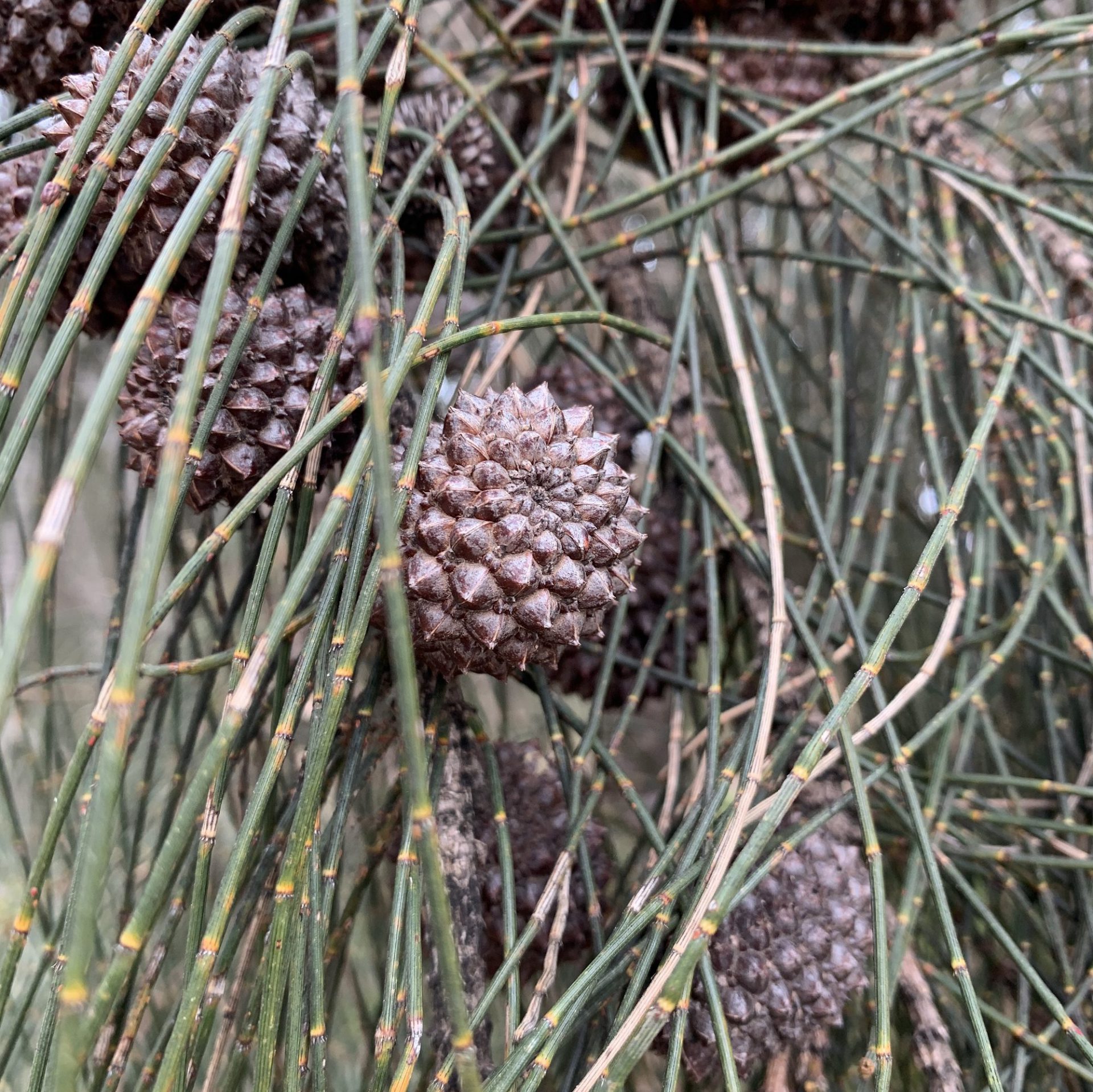 Plant – Drooping Sheoak – Barwon Bluff