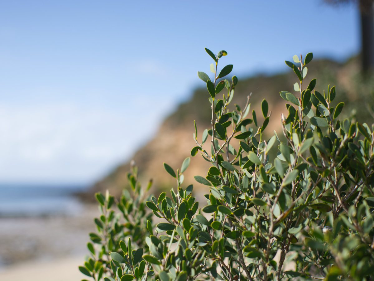 Plant – Coast Tea-tree – Barwon Bluff
