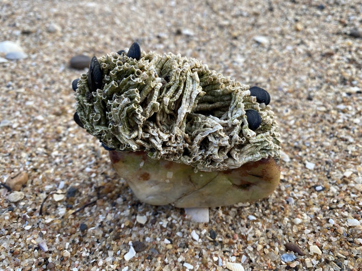 Worms – Tube Worm – Barwon Bluff