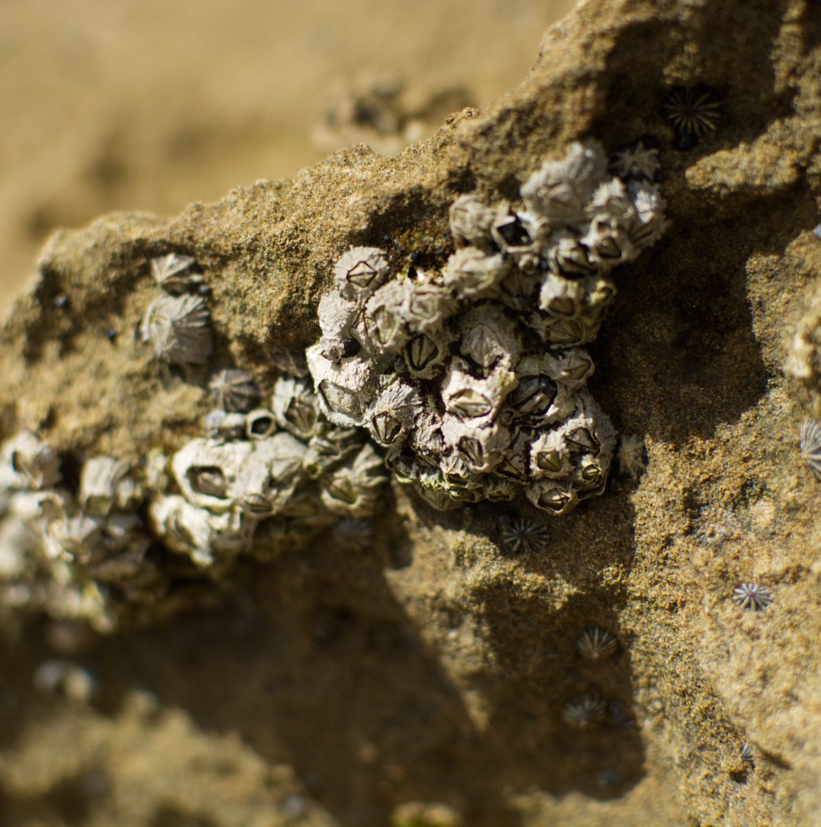 Sea – Barwon Bluff