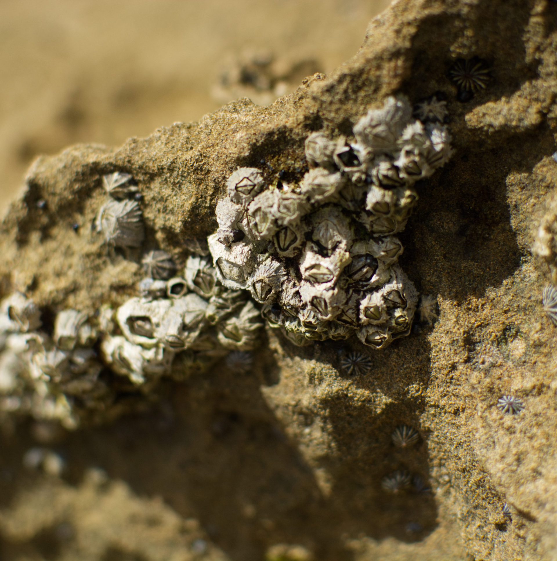 Sea – Barwon Bluff