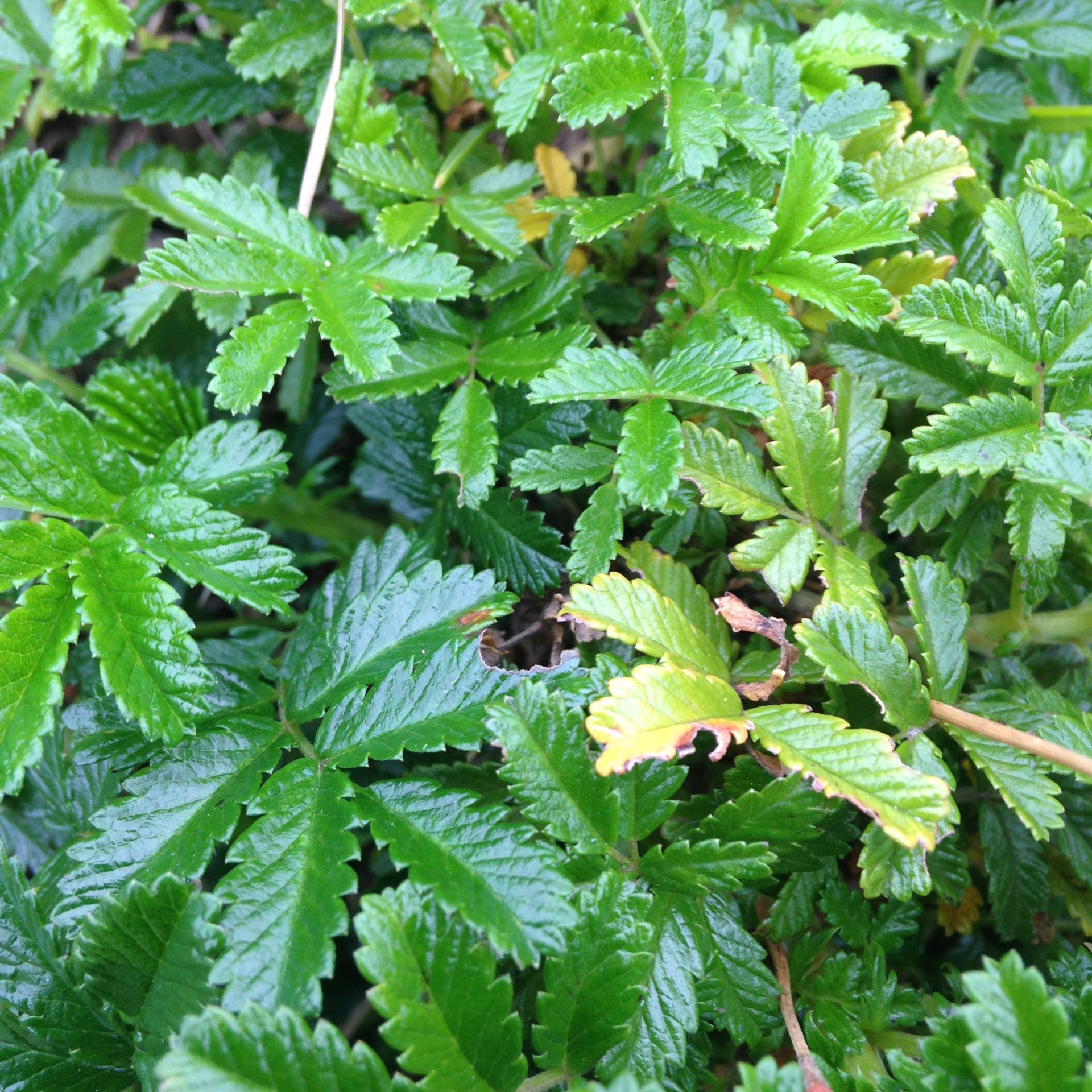 Plant – Bidgee Widgee – Barwon Bluff