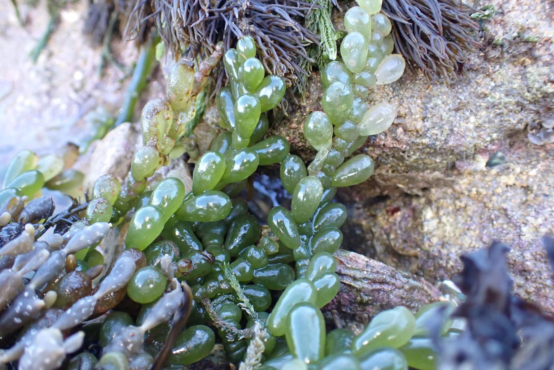 Algae – Cactus Caulerpa – Barwon Bluff