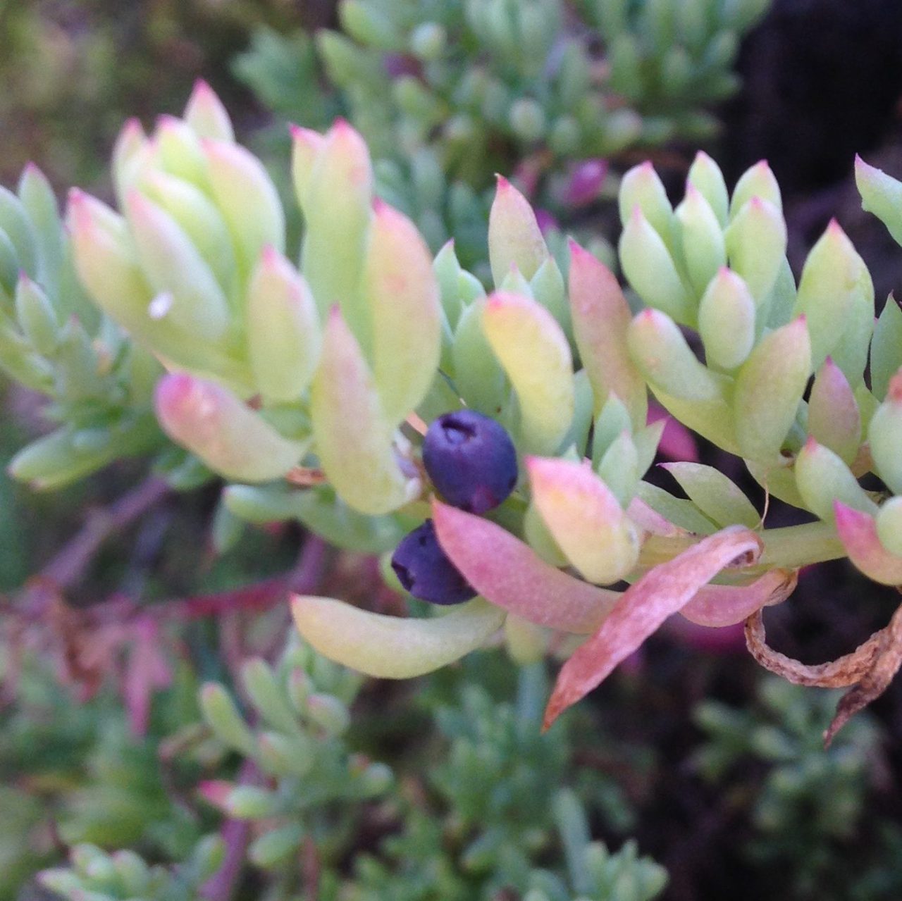 Plant – Coast Bonefruit – Barwon Bluff