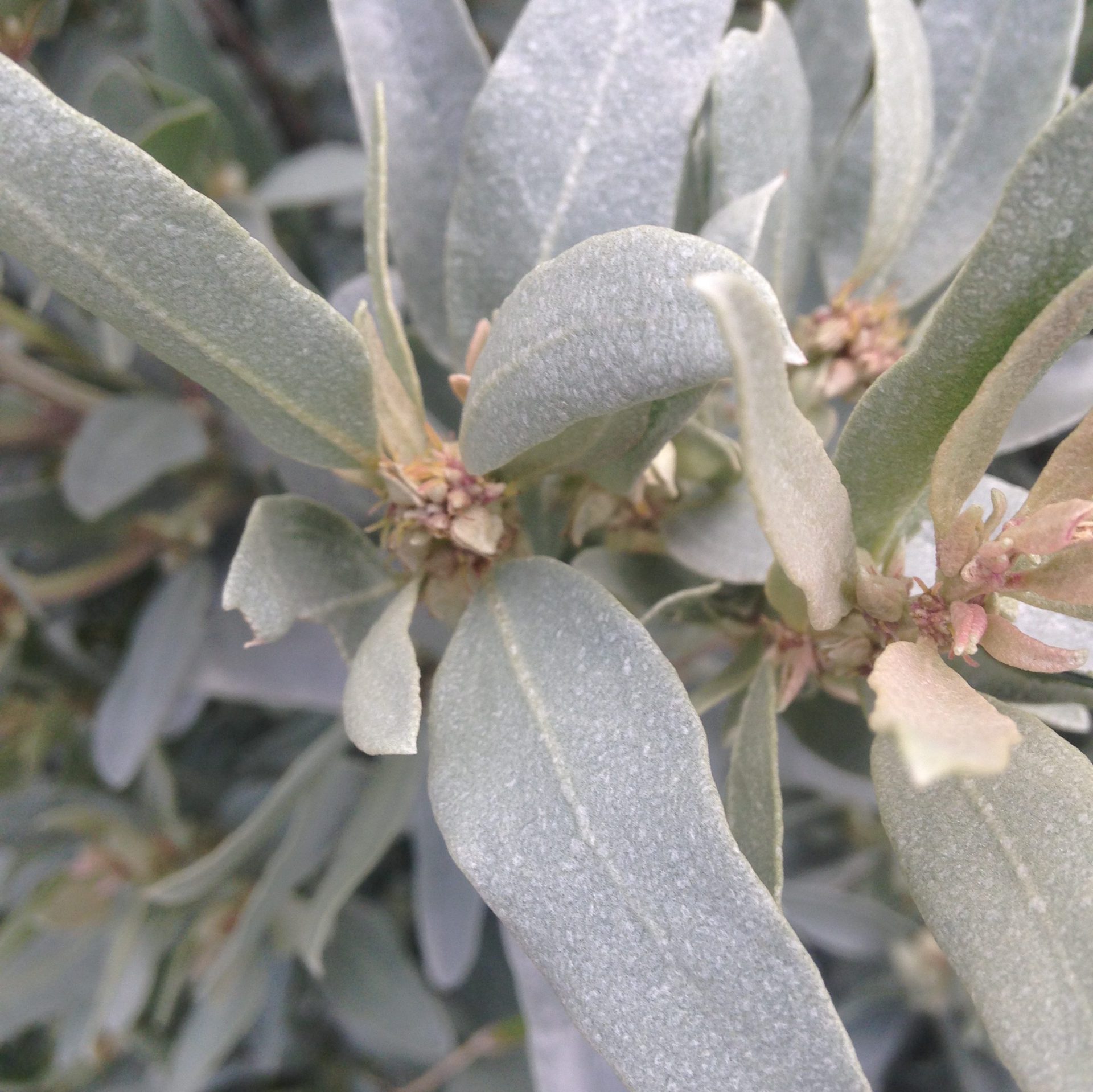 Plant – Coast Saltbush – Barwon Bluff