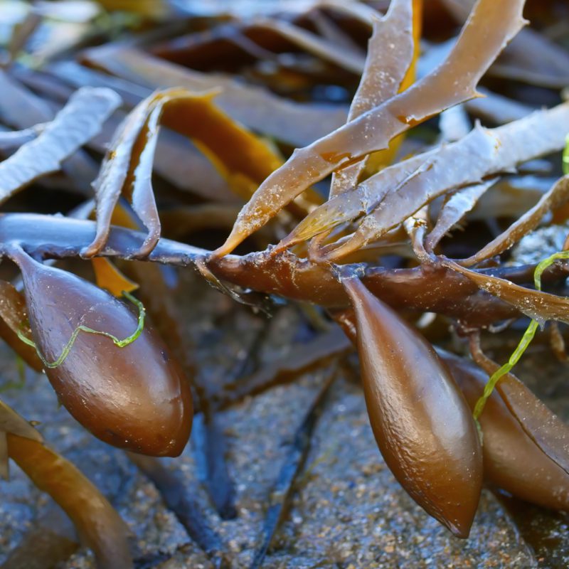 Algae – Crayweed – Barwon Bluff