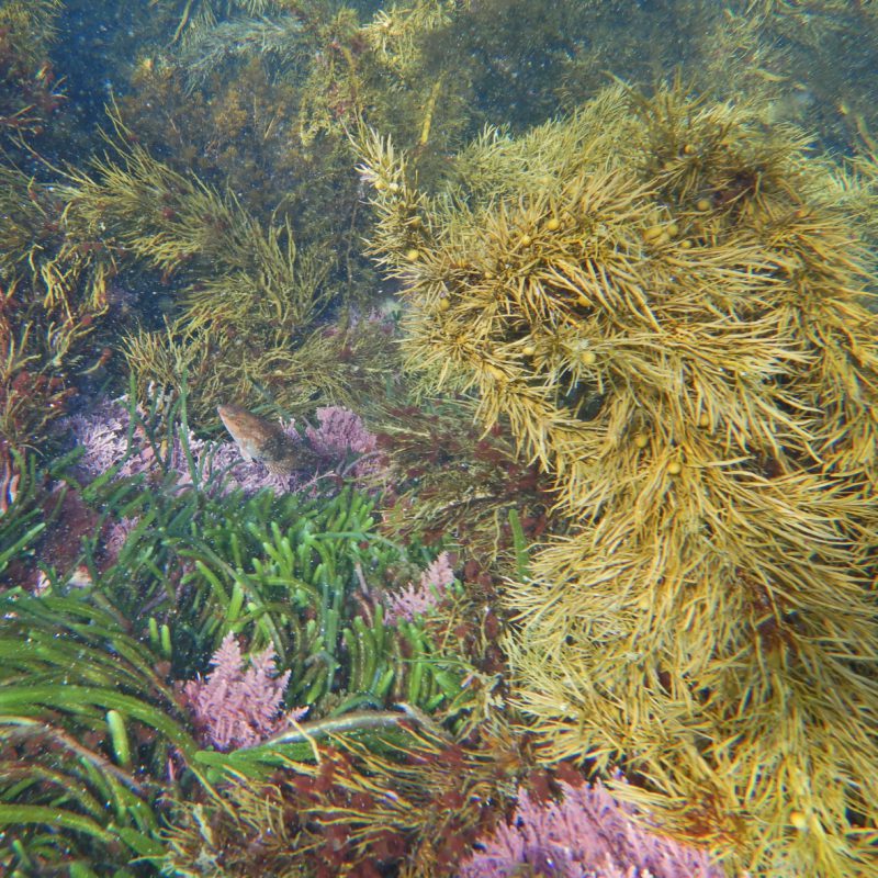 Algae – Bushy Cystophora – Barwon Bluff