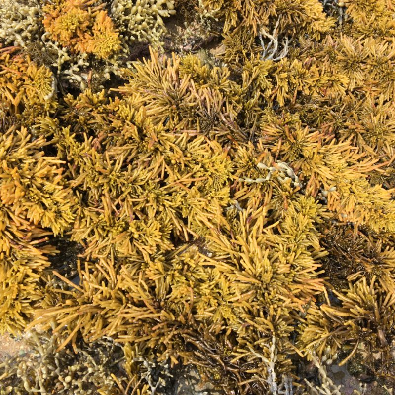 Algae – Club-leafed Cystophora – Barwon Bluff