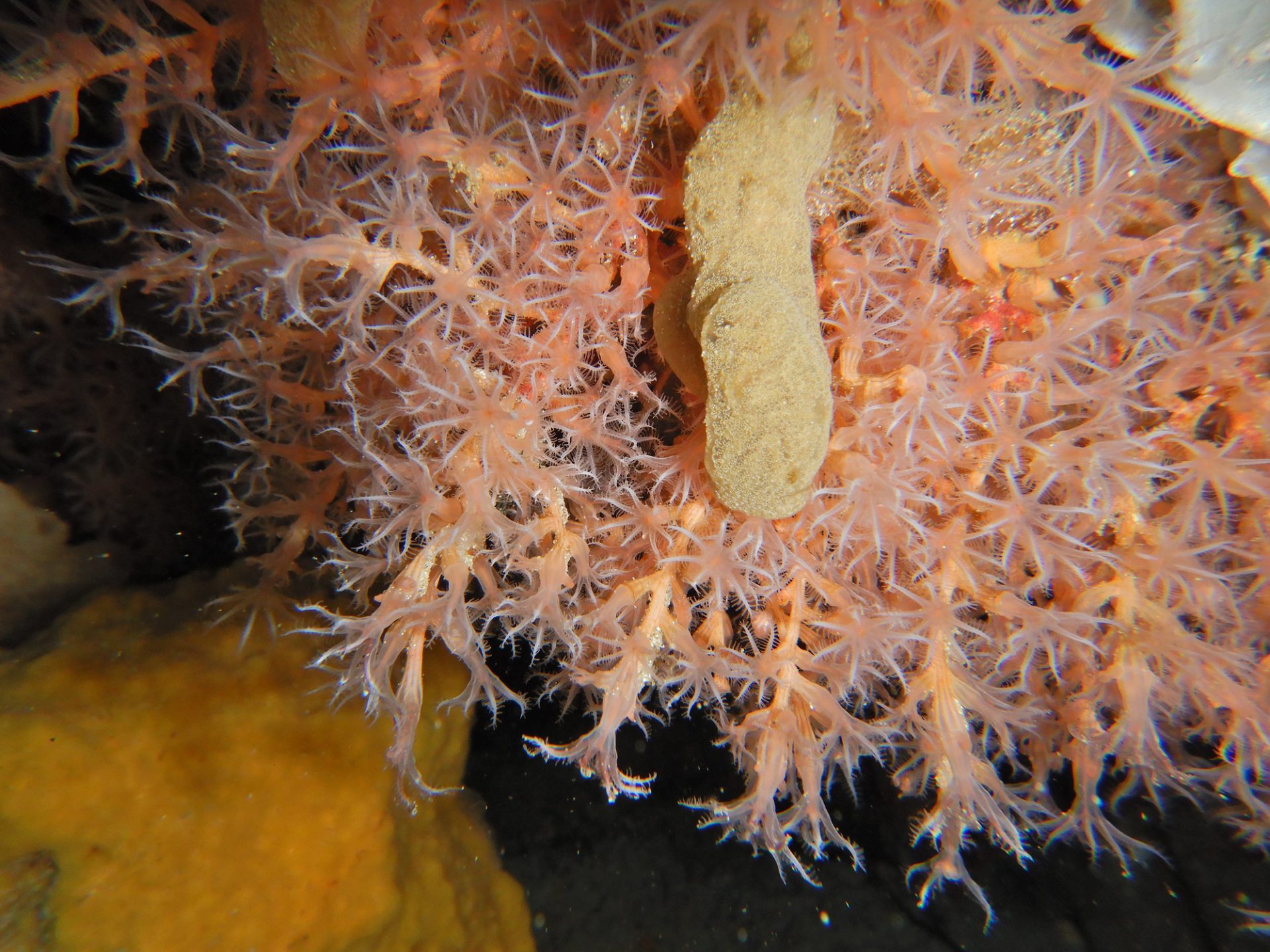 Stingers – Octocorals – Barwon Bluff
