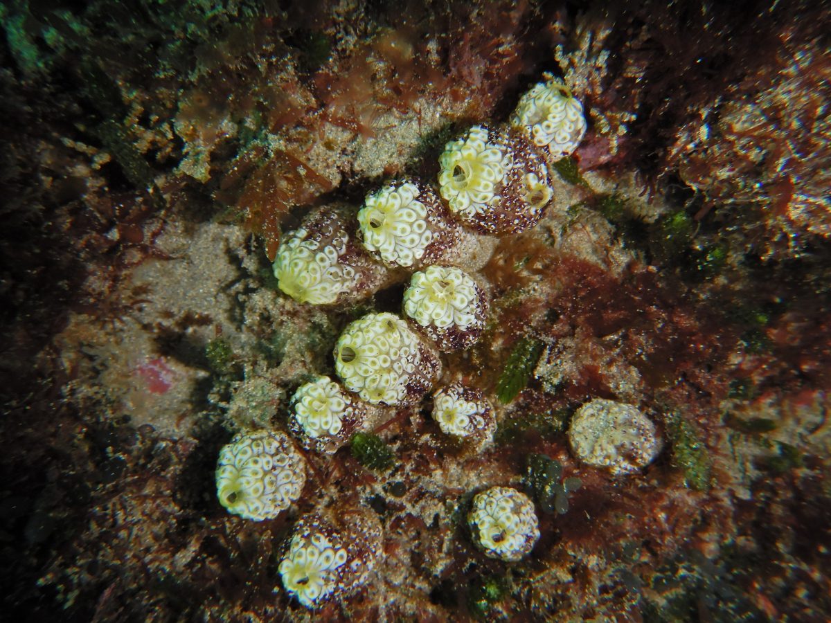 Ascidians – Barwon Bluff