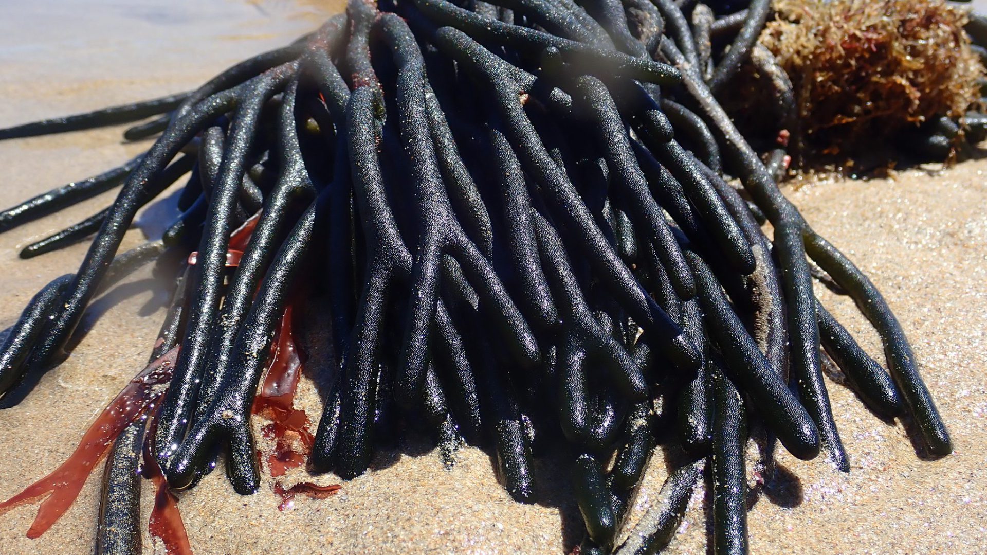 Algae – Dead Man’s Fingers – Barwon Bluff