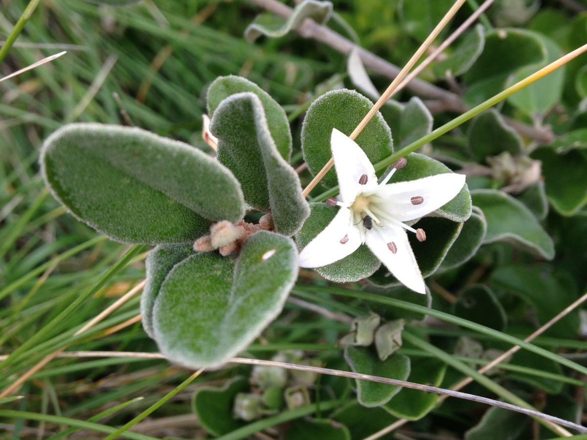 Plant – White Correa – Barwon Bluff
