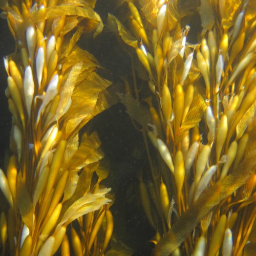 Algae – Giant Kelp – Barwon Bluff