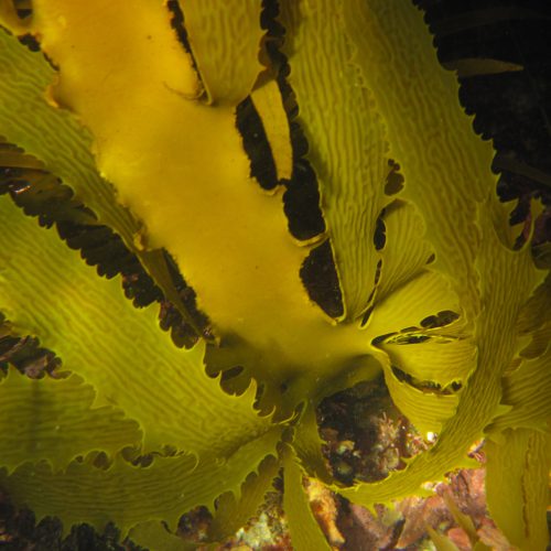 Algae – Golden Kelp – Barwon Bluff