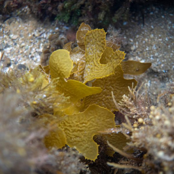 Algae – Golden Kelp – Barwon Bluff