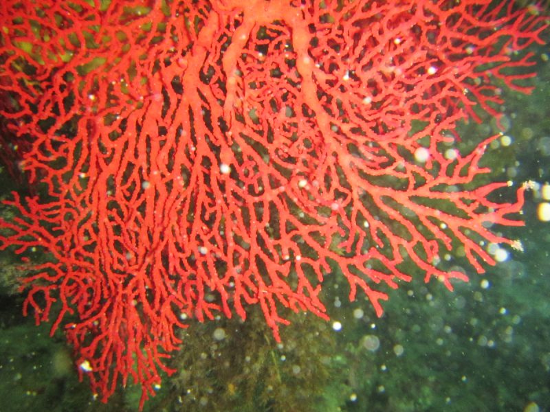 Stingers – Gorgonians – Barwon Bluff