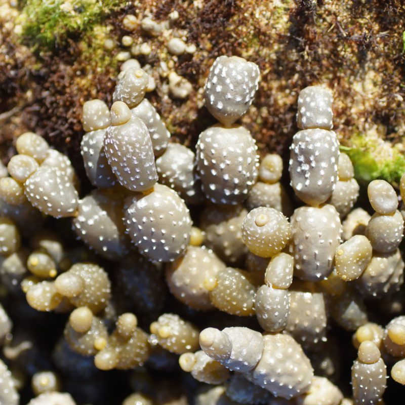 Algae – Neptune’s Necklace – Barwon Bluff