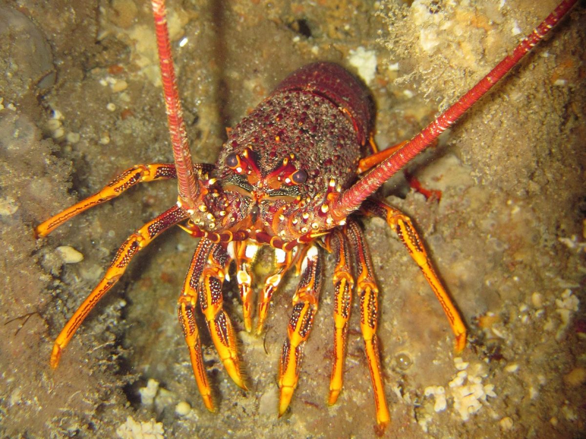 Arthropods – Southern Rock Lobster – Barwon Bluff