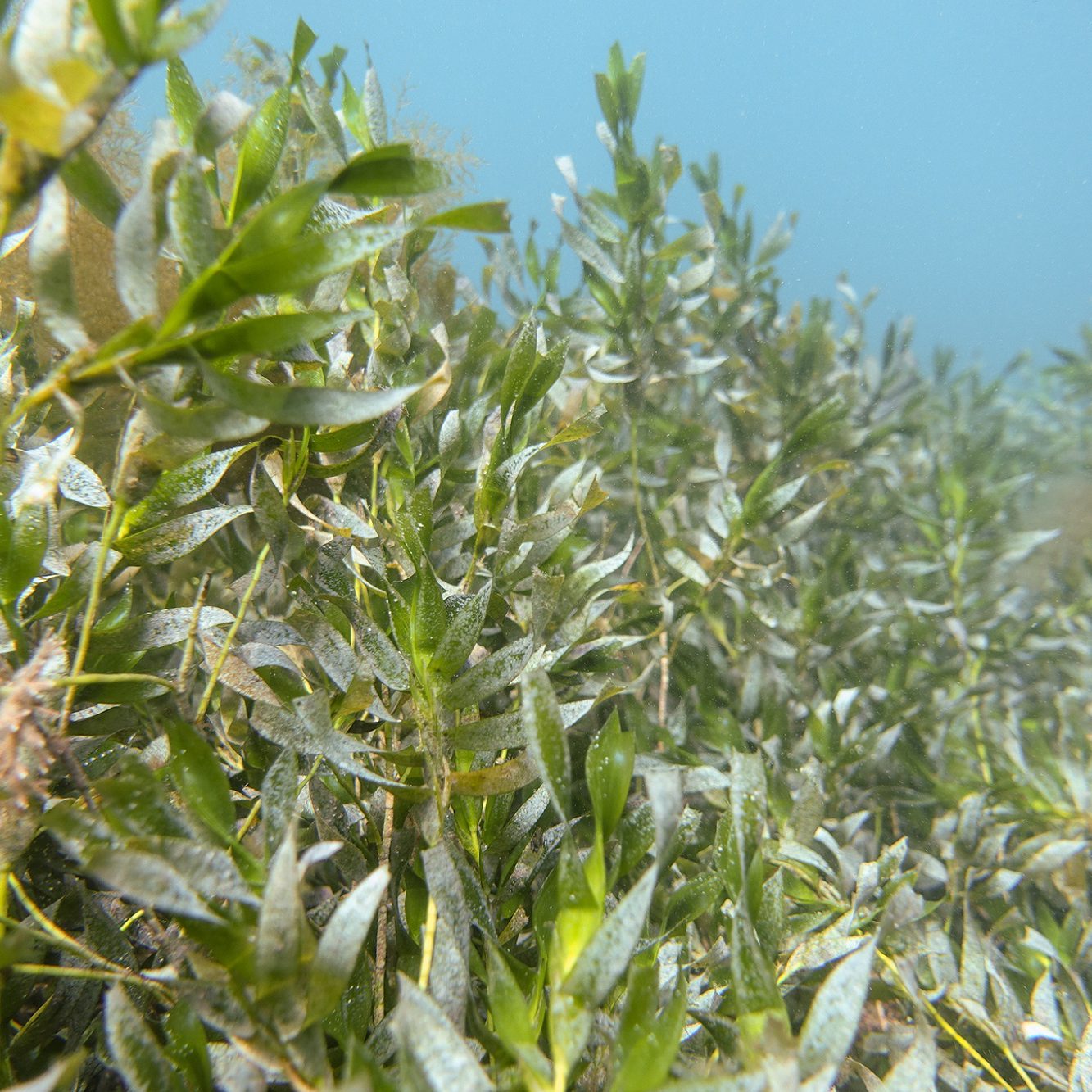 Sea – Barwon Bluff