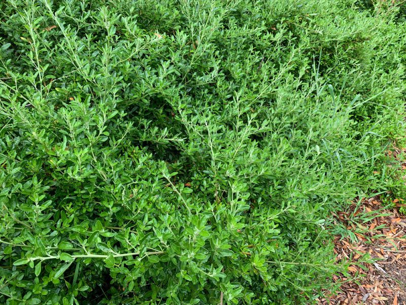 Plant – Seaberry Saltbush – Barwon Bluff