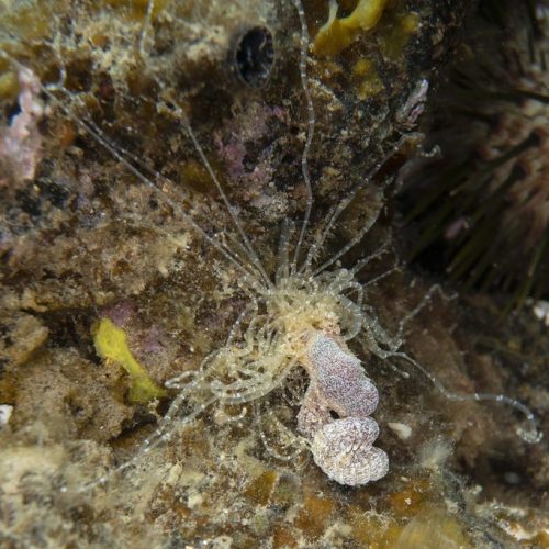 Worms – Barwon Bluff