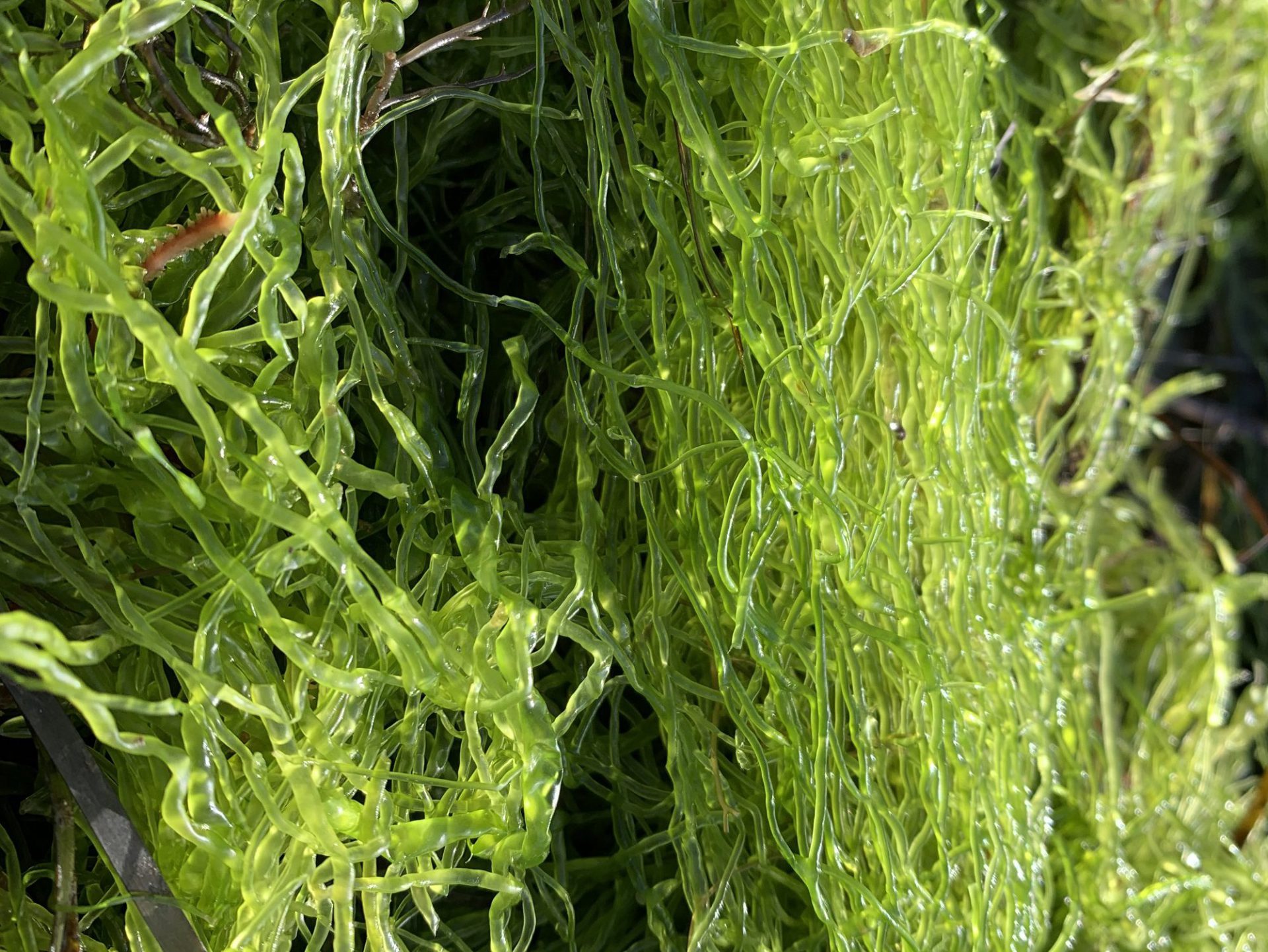 Algae – Baitweed – Barwon Bluff