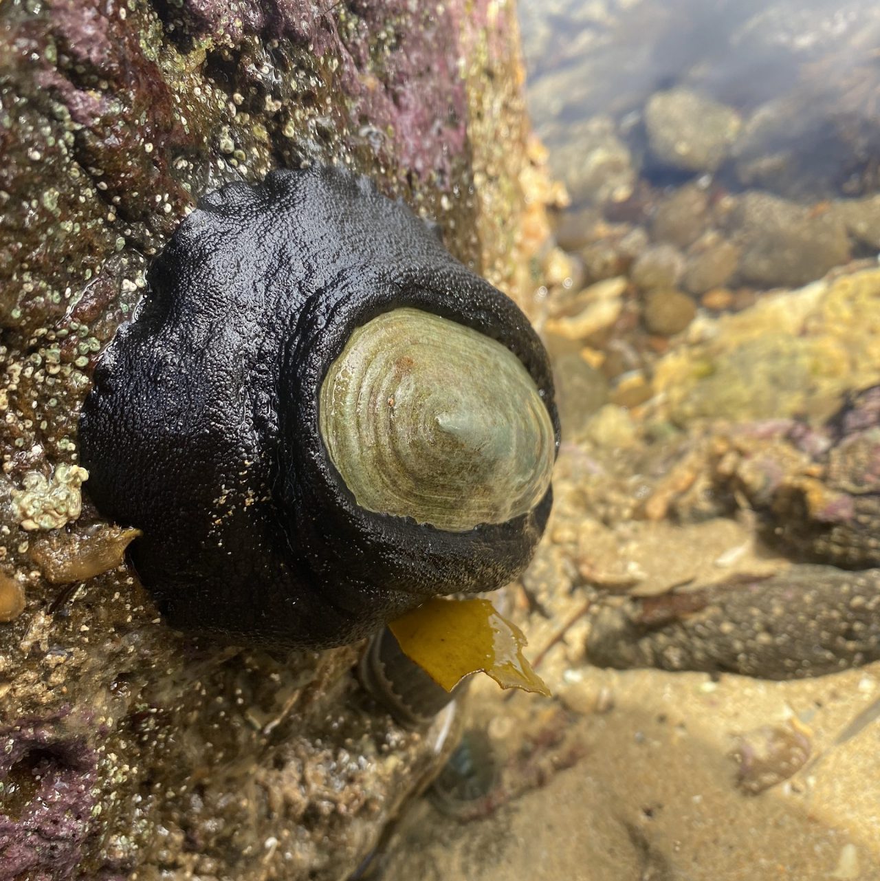 Molluscs – Elephant Snail – Barwon Bluff