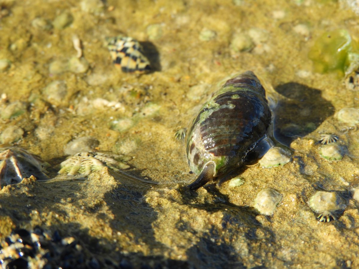 Molluscs – Lineated Cominella – Barwon Bluff