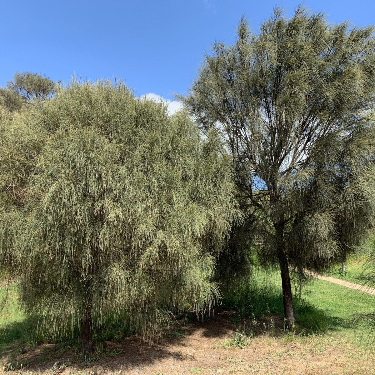 Plant – Drooping Sheoak – Barwon Bluff