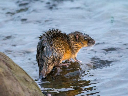Mammals – Rakali / Native Water Rat – Barwon Bluff