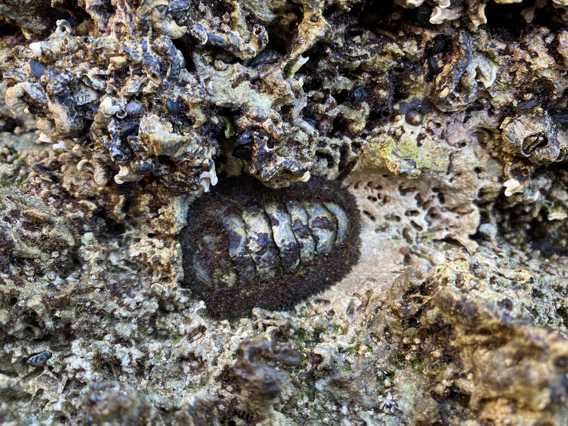 Marine Memory Puzzles – Barwon Bluff