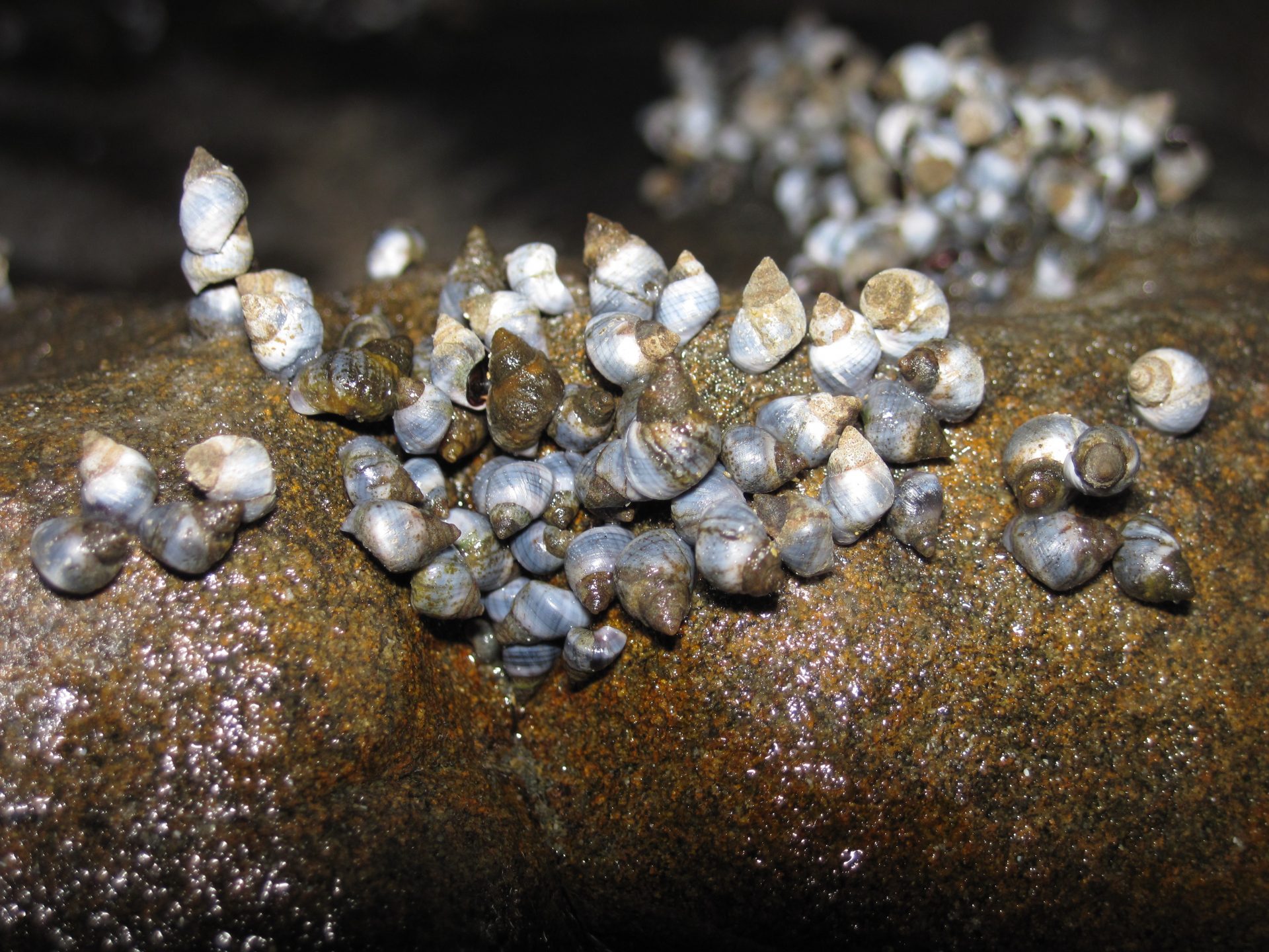 Molluscs – Blue Periwinkle – Barwon Bluff