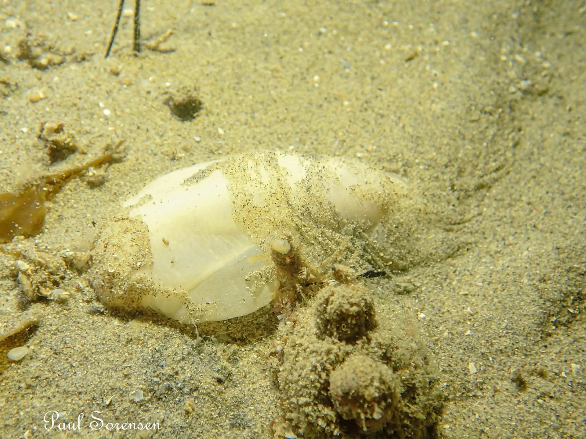 Molluscs – Bubble Shell – Barwon Bluff